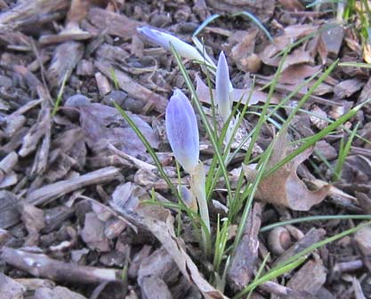 greenZoo: Walks in a botanical garden in January and February 2013