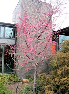 greenZoo: Walks in a botanical garden in March 2013