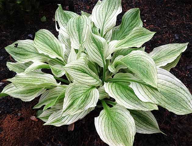 greenZoo: Walks in a Botanical Garden: January - June 2016