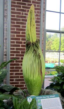 greenZoo: Walks in a botanical garden in April and May 2012