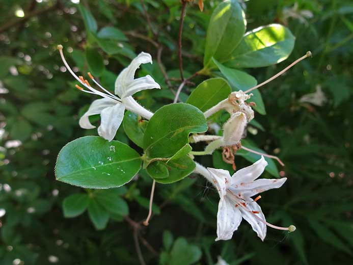 greenZoo: Walks in a Botanical Garden from April - June 2014