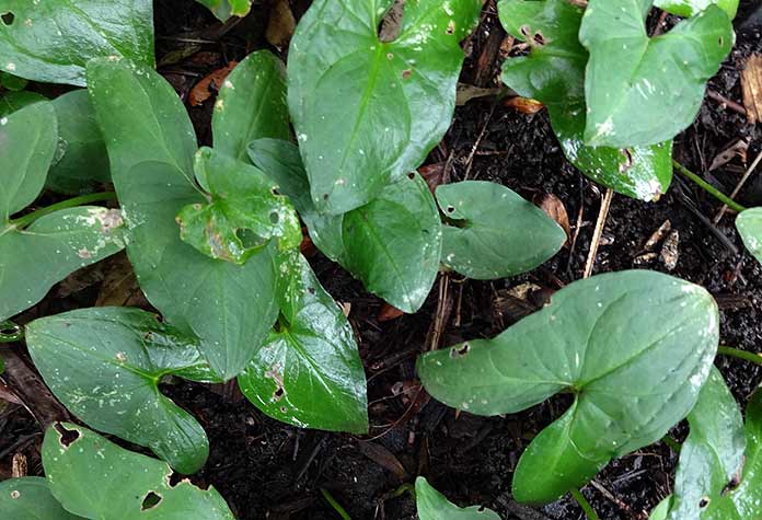 greenZoo: Walks in a Botanical Garden from April - June 2014