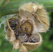 greenZoo: Walks in a botanical garden in July 2009