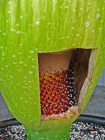 greenZoo: Walks in a Botanical Garden