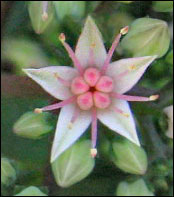 greenZoo: Walks in a botanical garden in August 2007