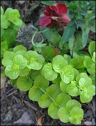 greenZoo: Walks in a botanical garden in September 2007